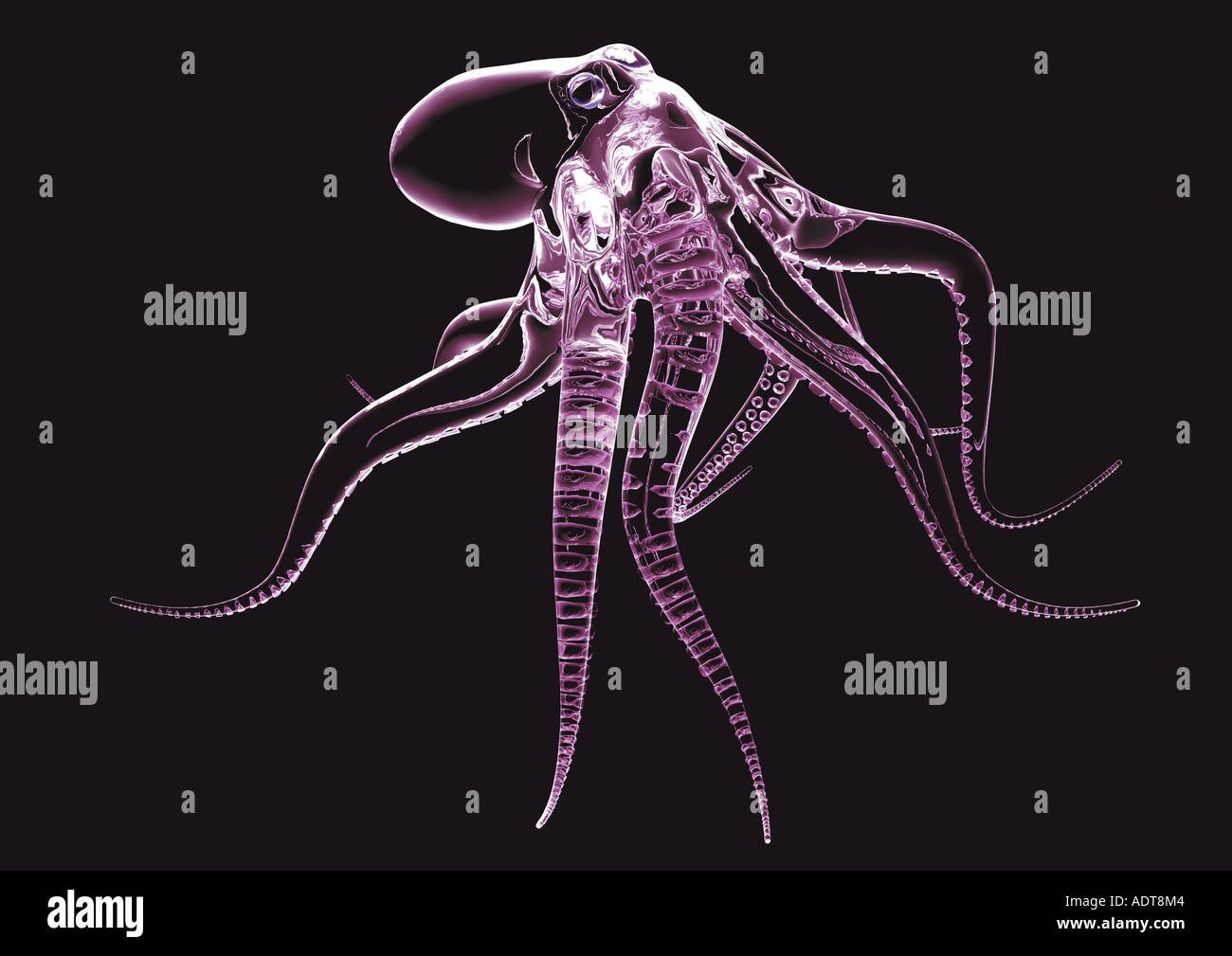 Translucent octopus hi-res stock photography and images - Alamy
