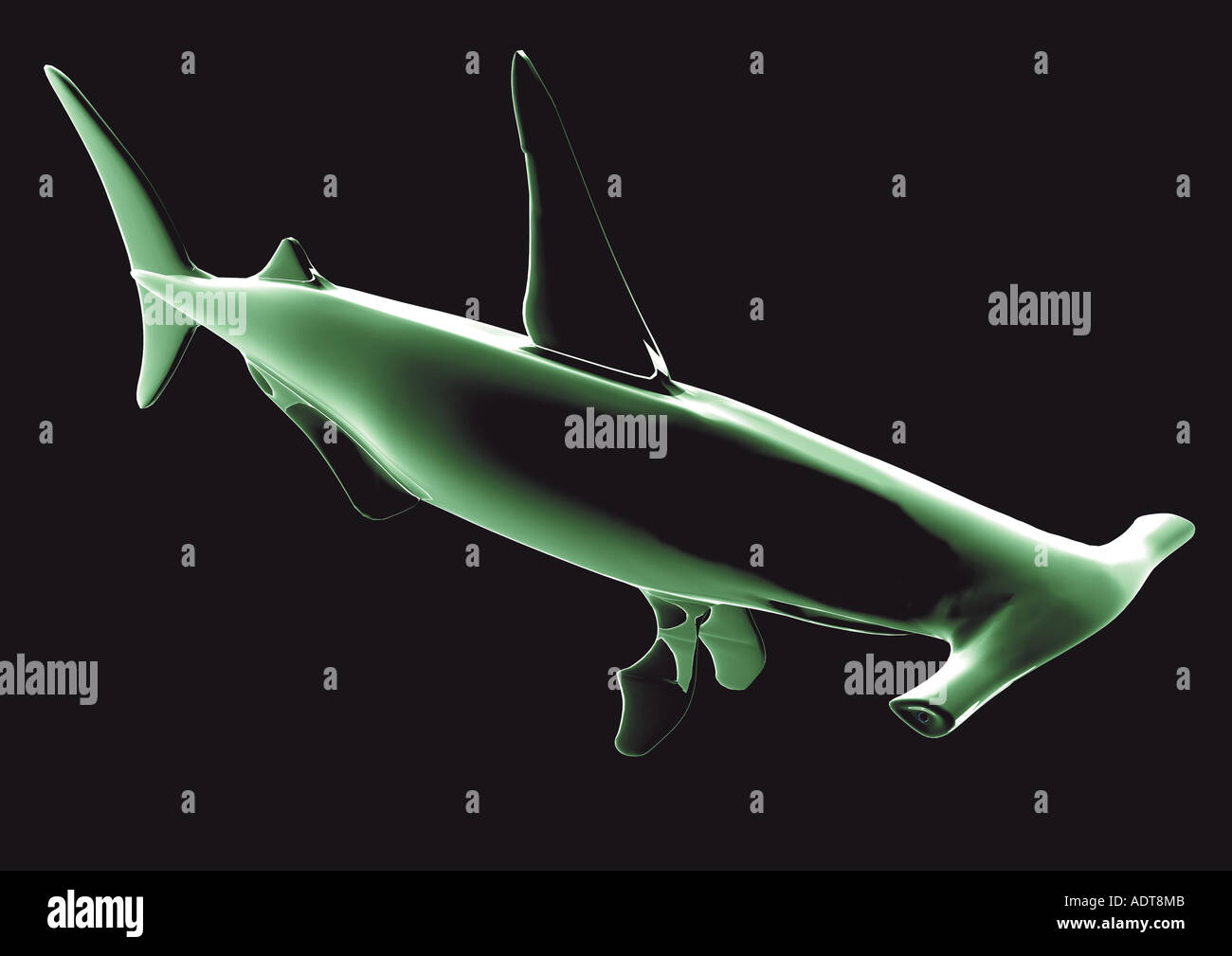 Full shark skeleton hi-res stock photography and images - Alamy