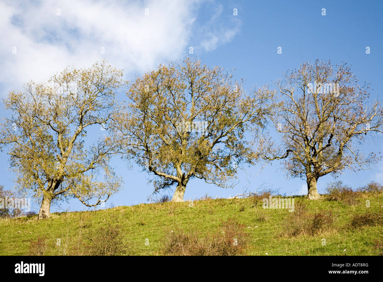 Trees Atop of Limstone Hills Lathkill Dale White Peak District National ...