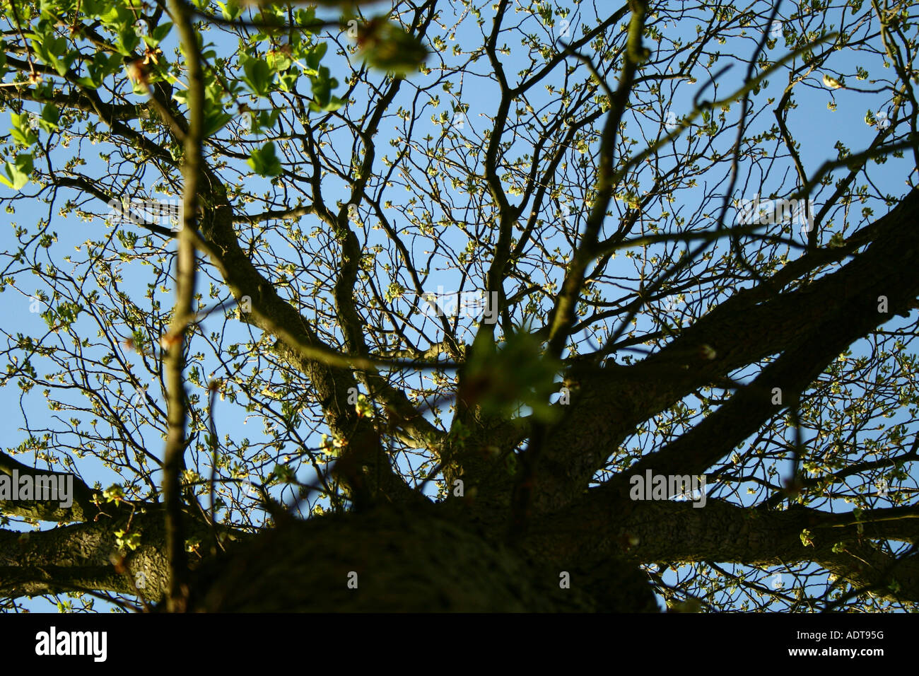 crown of a tree Stock Photo - Alamy