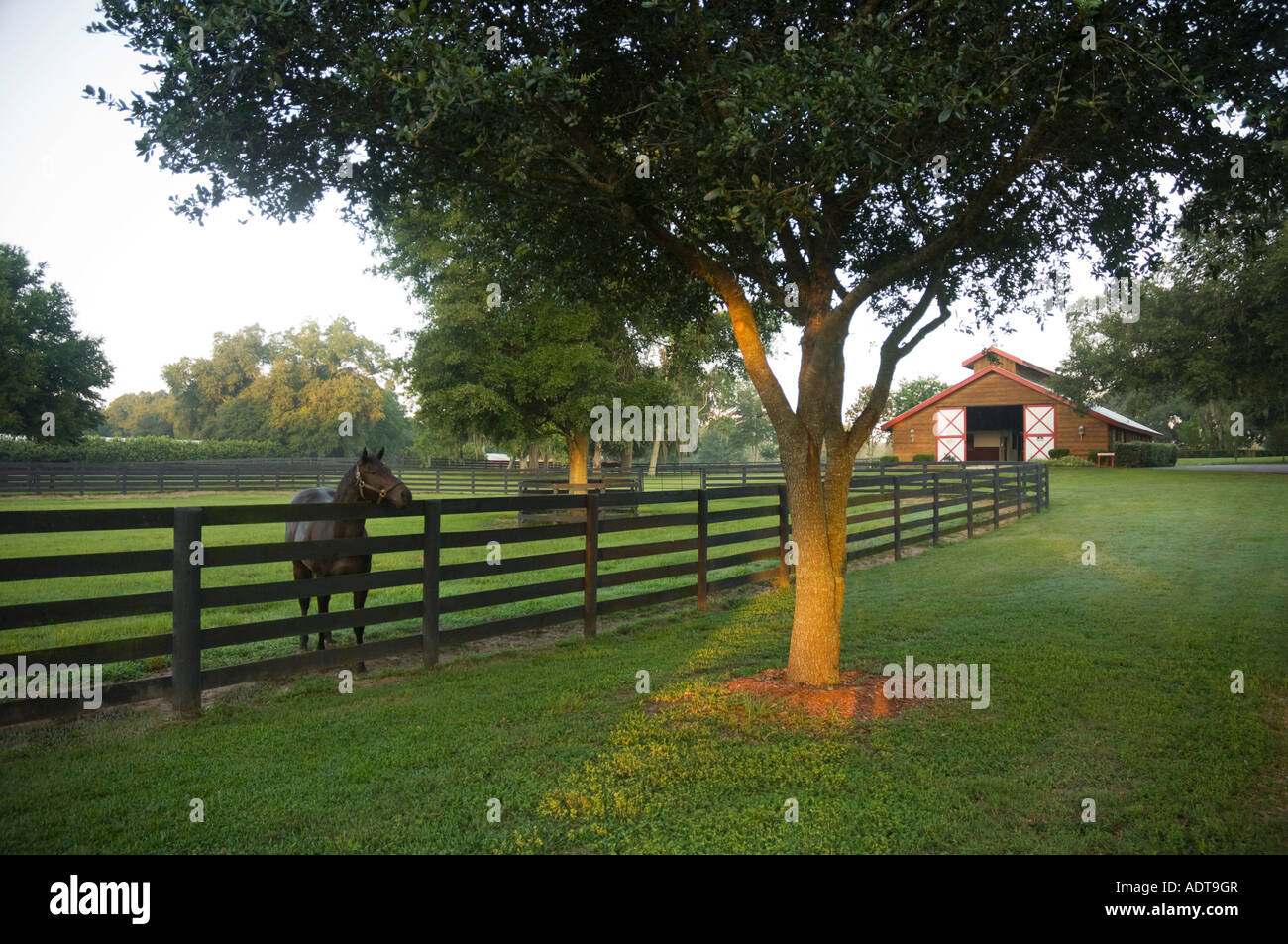 Thoroughbred stud horse in paddock with barn in background Stock Photo ...