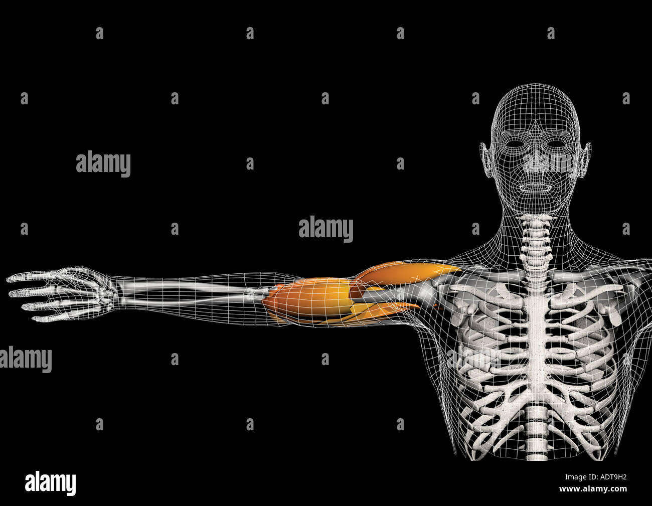 Atlas of the human body hi-res stock photography and images - Alamy