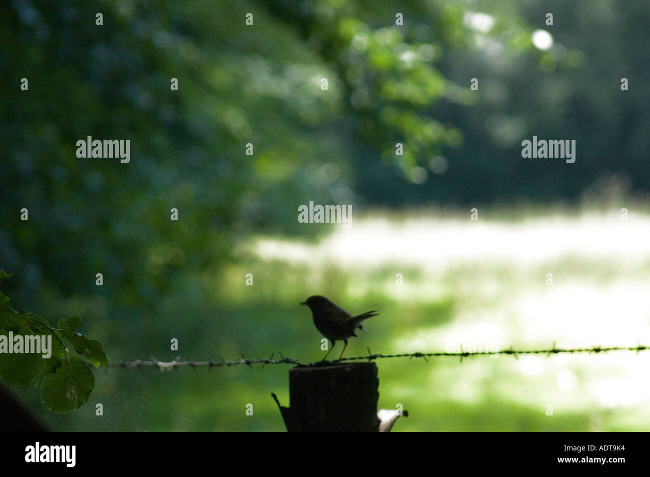 Silhouette bird barbed wire hi-res stock photography and images - Alamy