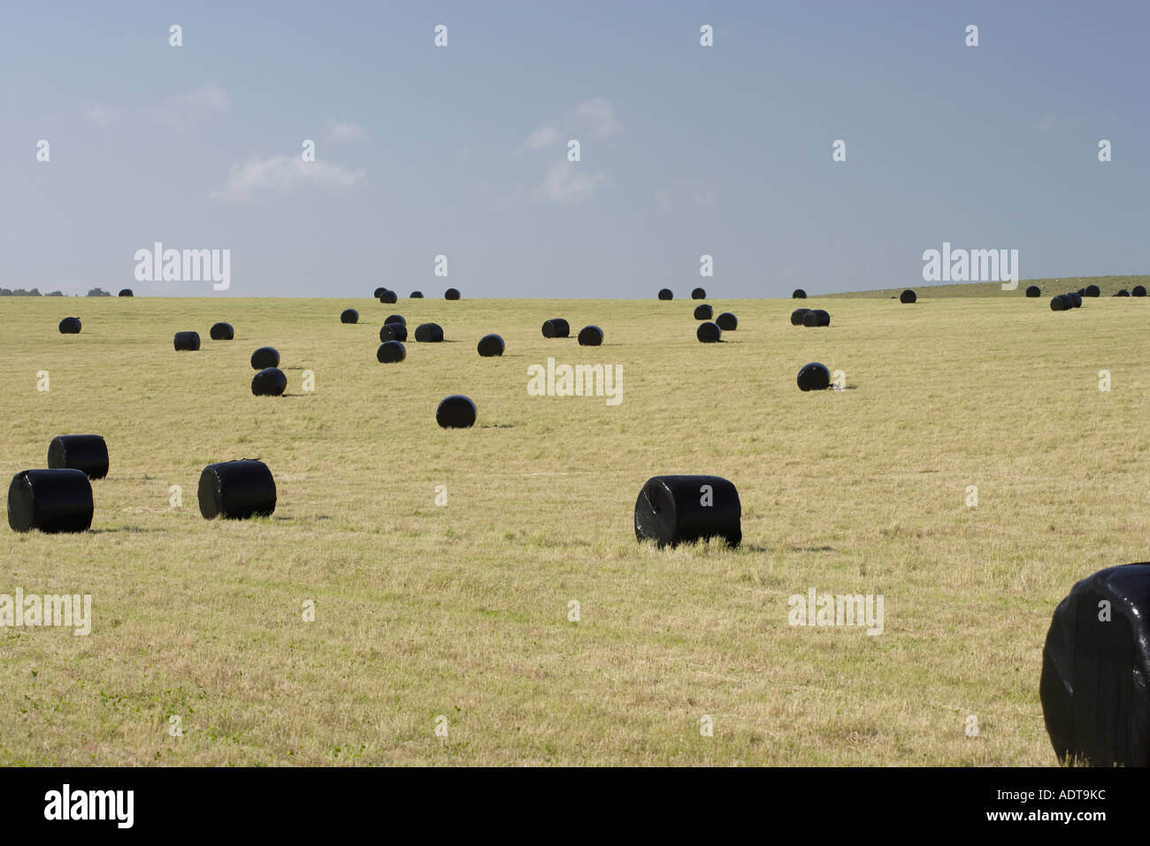 Black Plastic wrapped bales of hay in an English field Stock Photo - Alamy