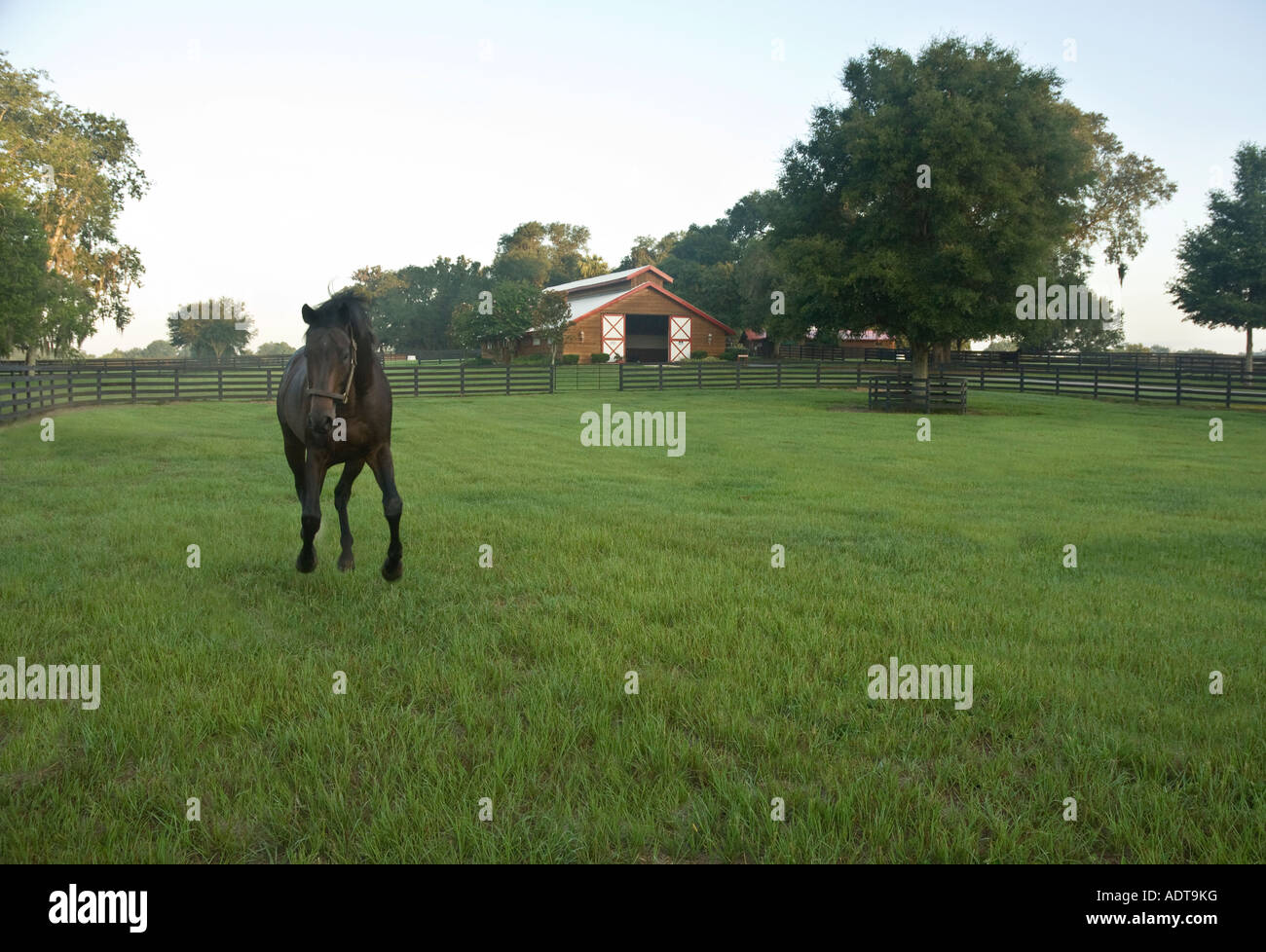 Thoroughbred stud horse in paddock with barn in background Stock Photo ...