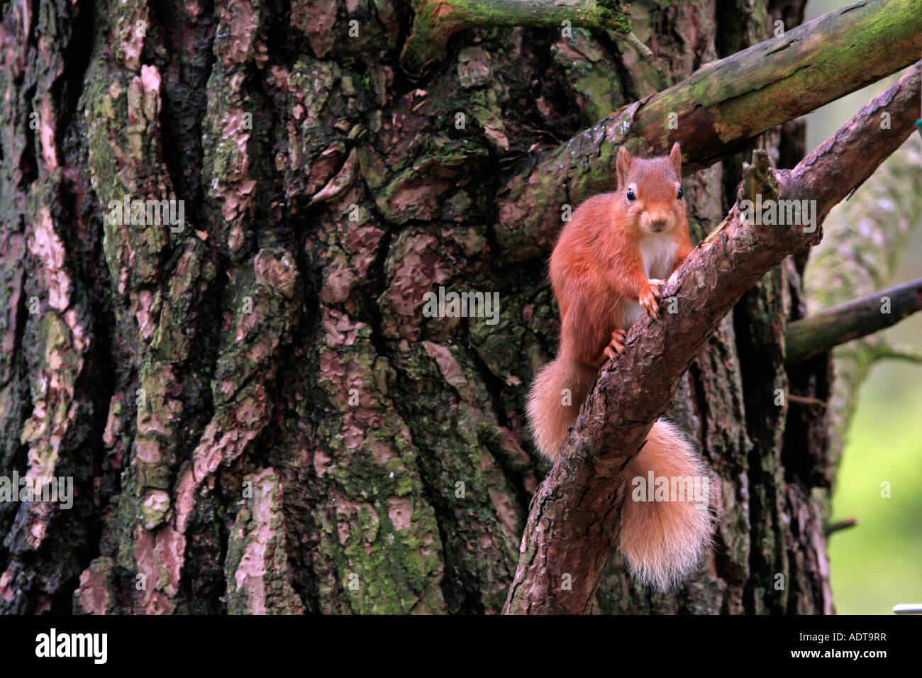 Caledonian forest scotland hi-res stock photography and images - Alamy
