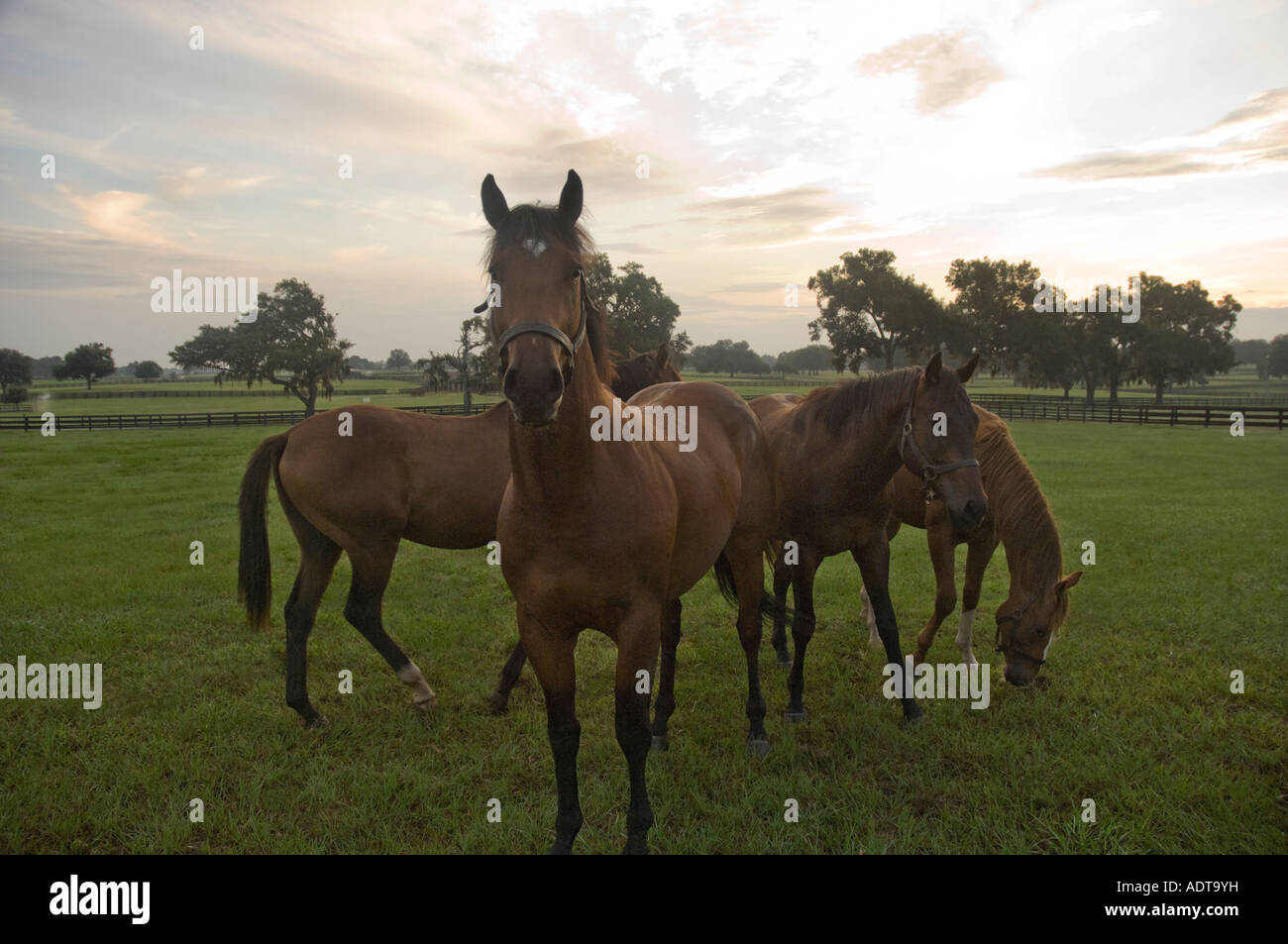 Thoroughbred yearlings huddle close at sunrise in open paddock with ...
