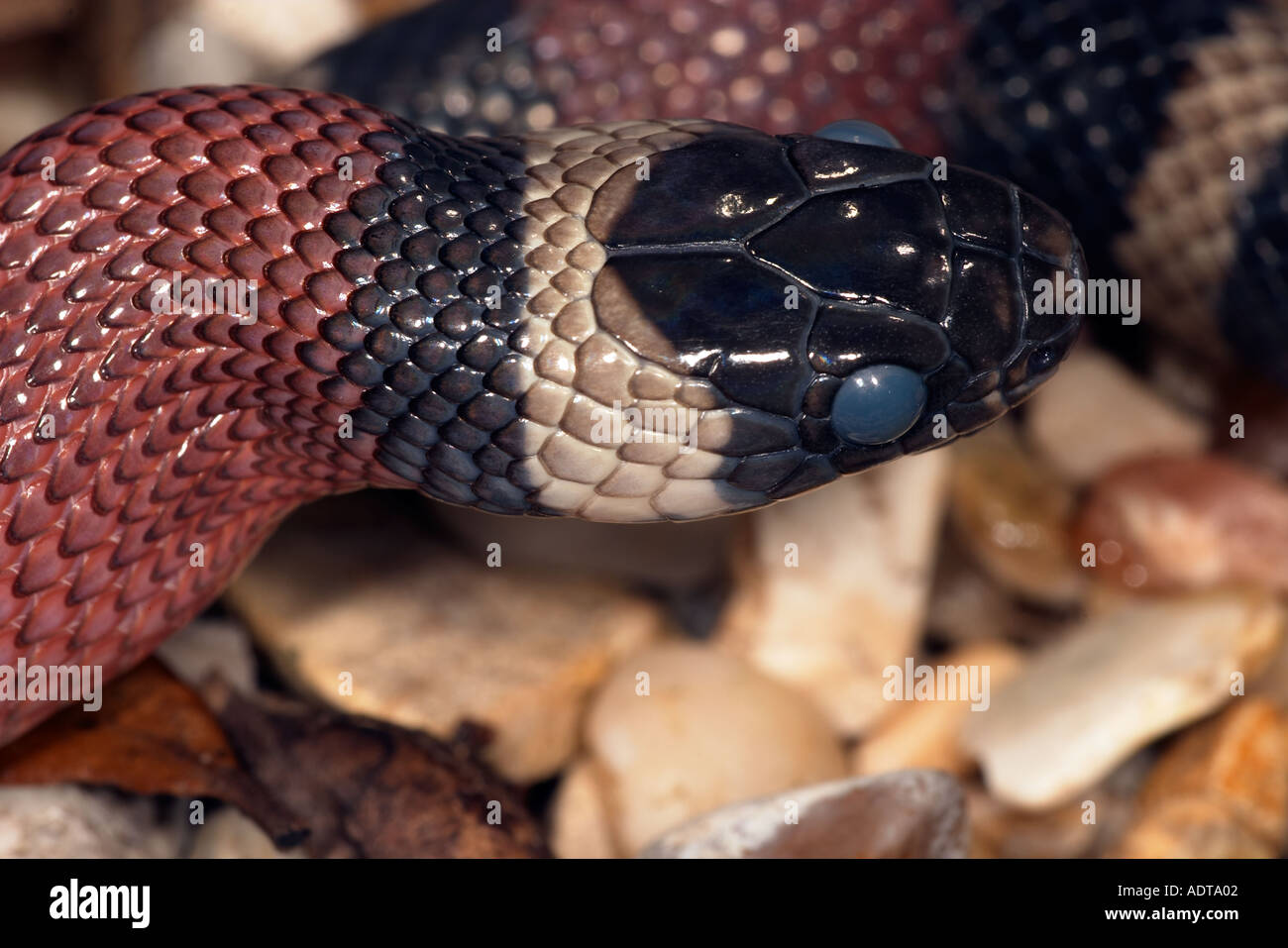 Milk snake usa hi-res stock photography and images - Alamy