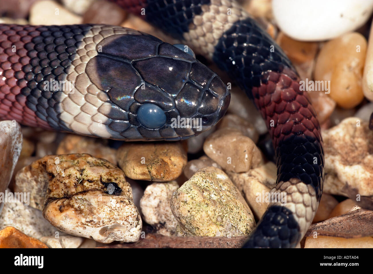 Milk snake usa hi-res stock photography and images - Alamy