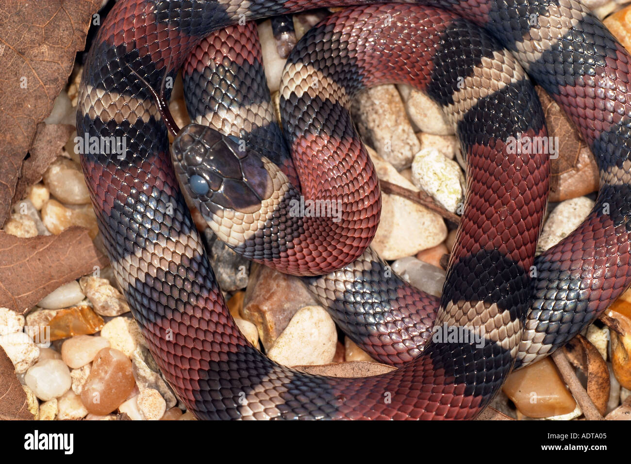 Milk snake usa hi-res stock photography and images - Alamy