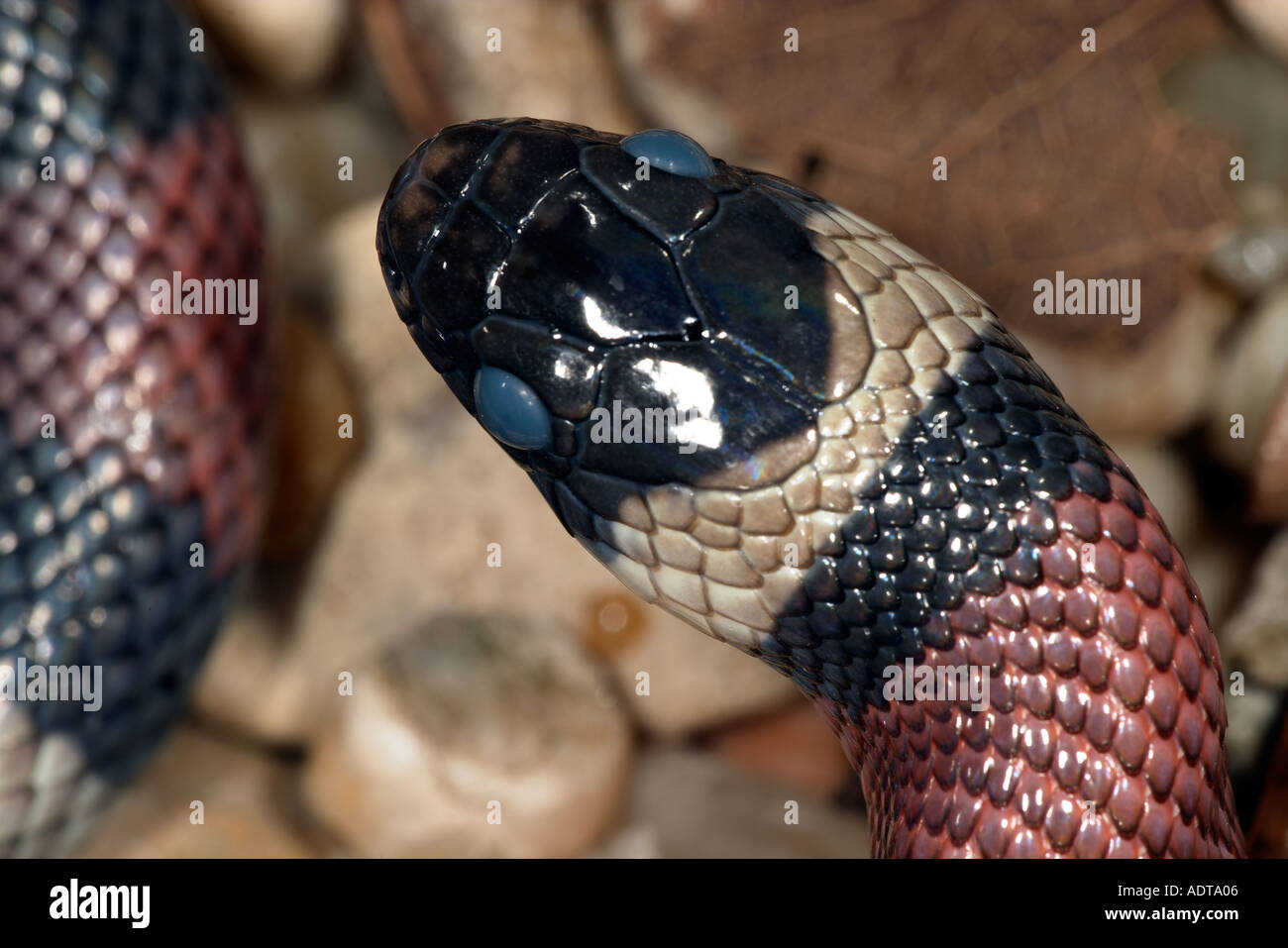 Milk snake usa hi-res stock photography and images - Alamy