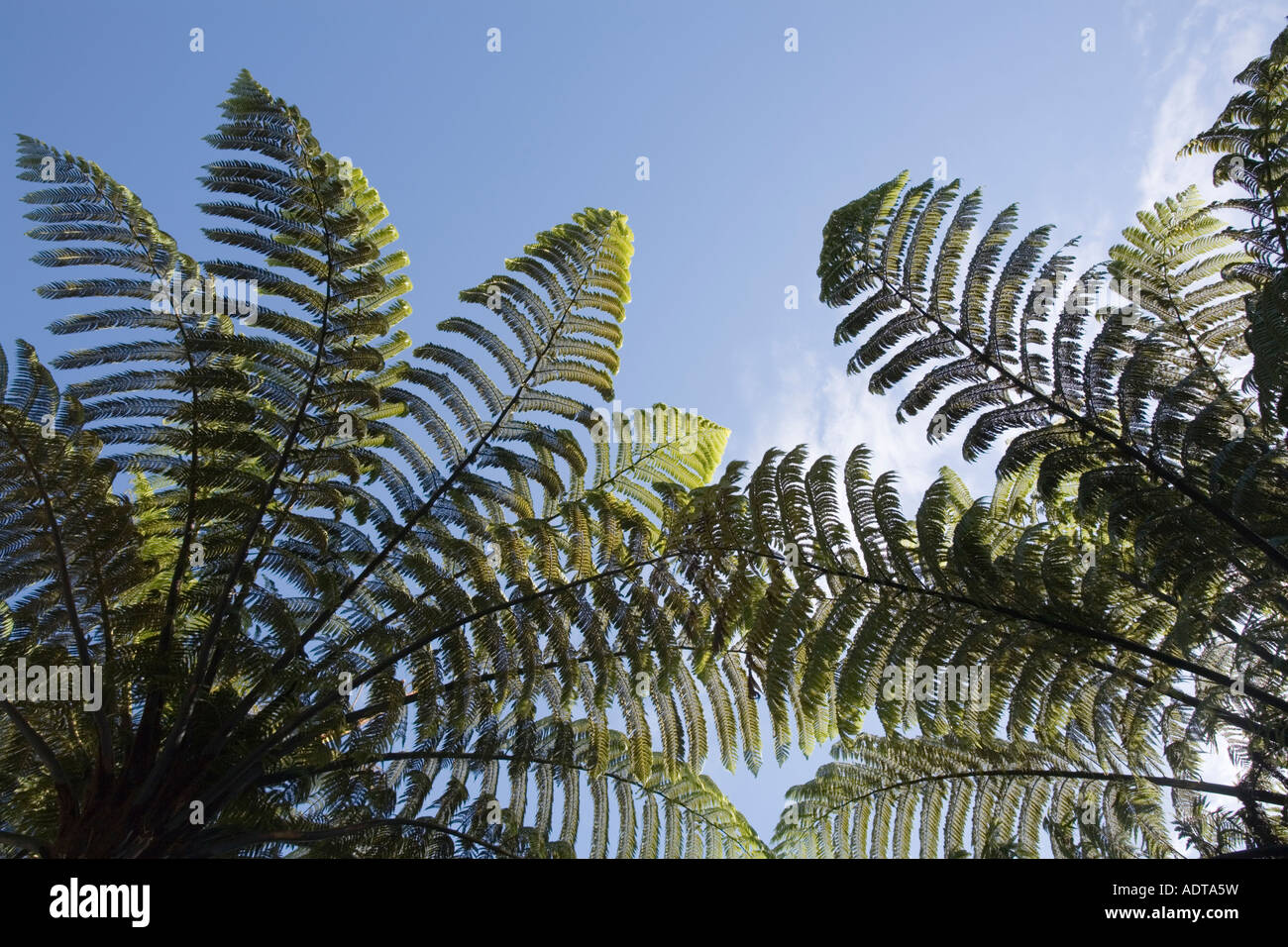 New Zealand North Island Pahia Morning sun lights Silver Tree Ferns in ...