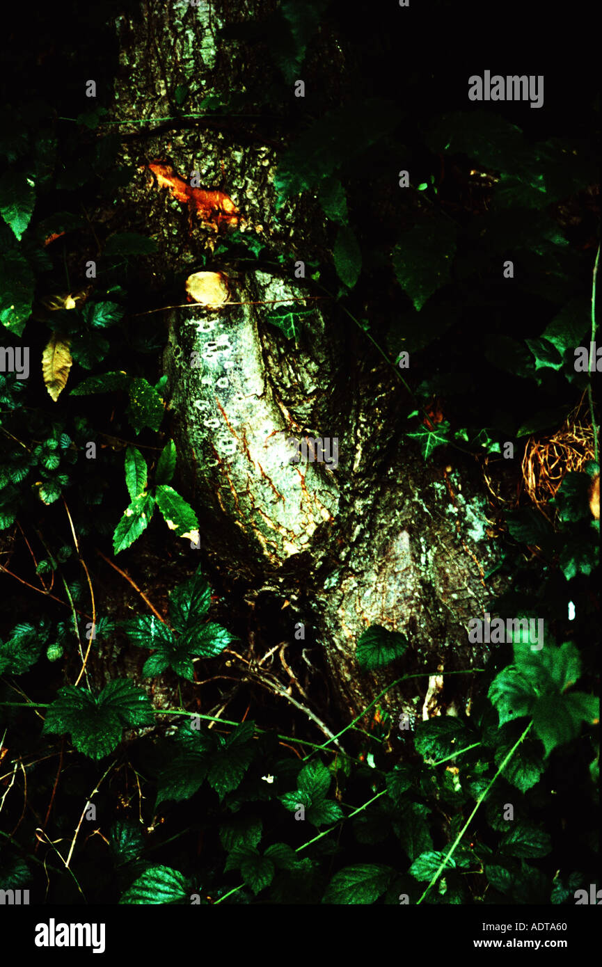 Phallic tree St Maudez Stock Photo - Alamy