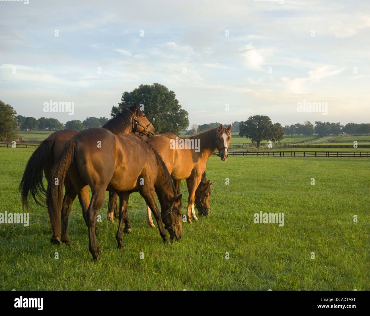 Thoroughbred yearlings huddle close in open paddock with scenic ...