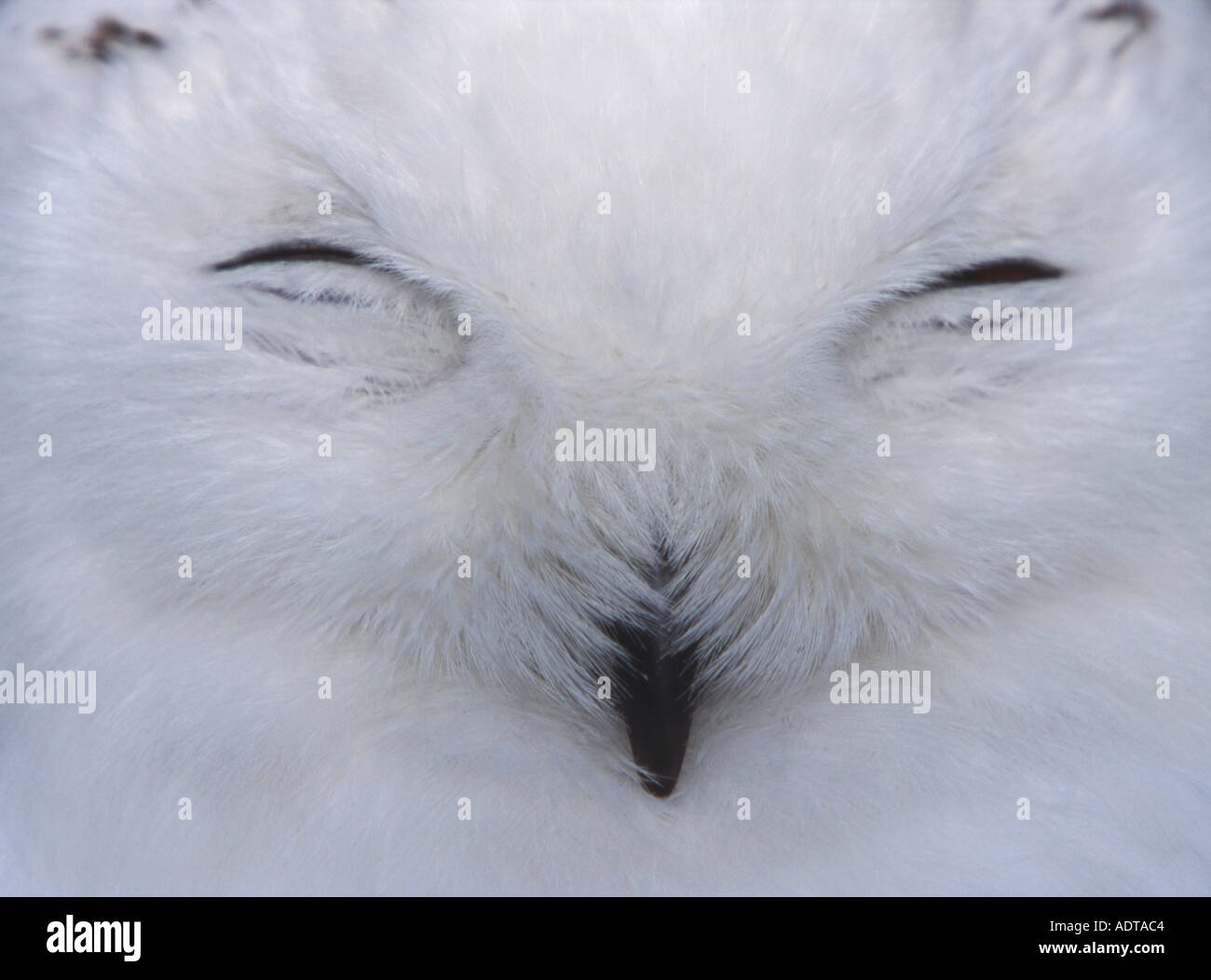 Hedwig owl hi-res stock photography and images - Alamy