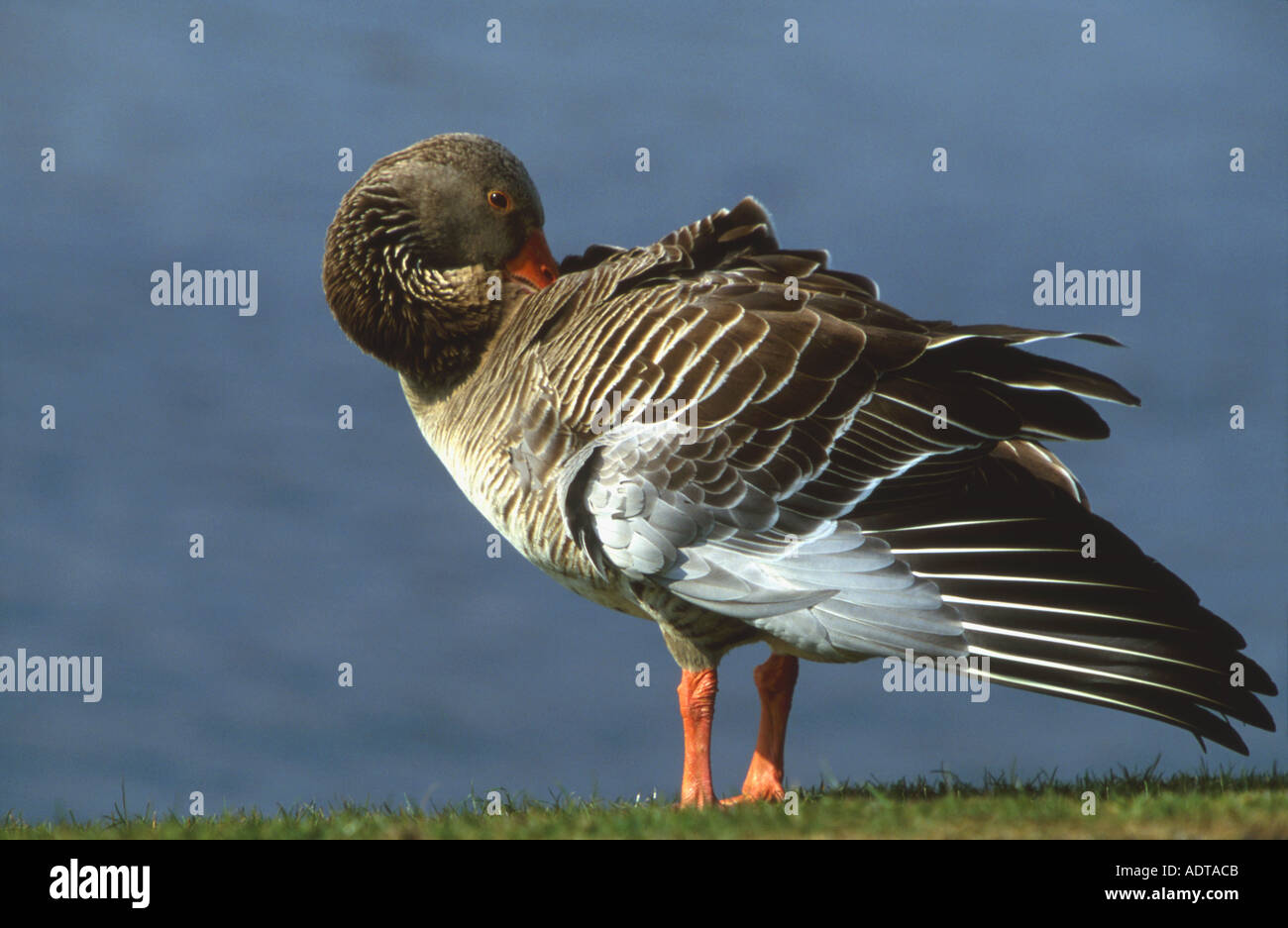 Preen wing hi-res stock photography and images - Alamy