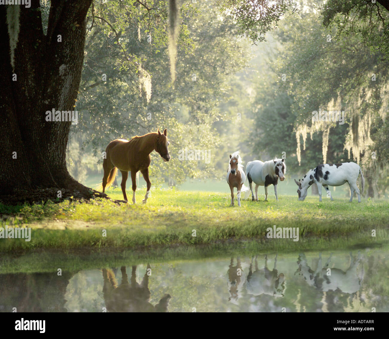 Minature Horse mare and foal Arabian horse and donkey under large Oak ...