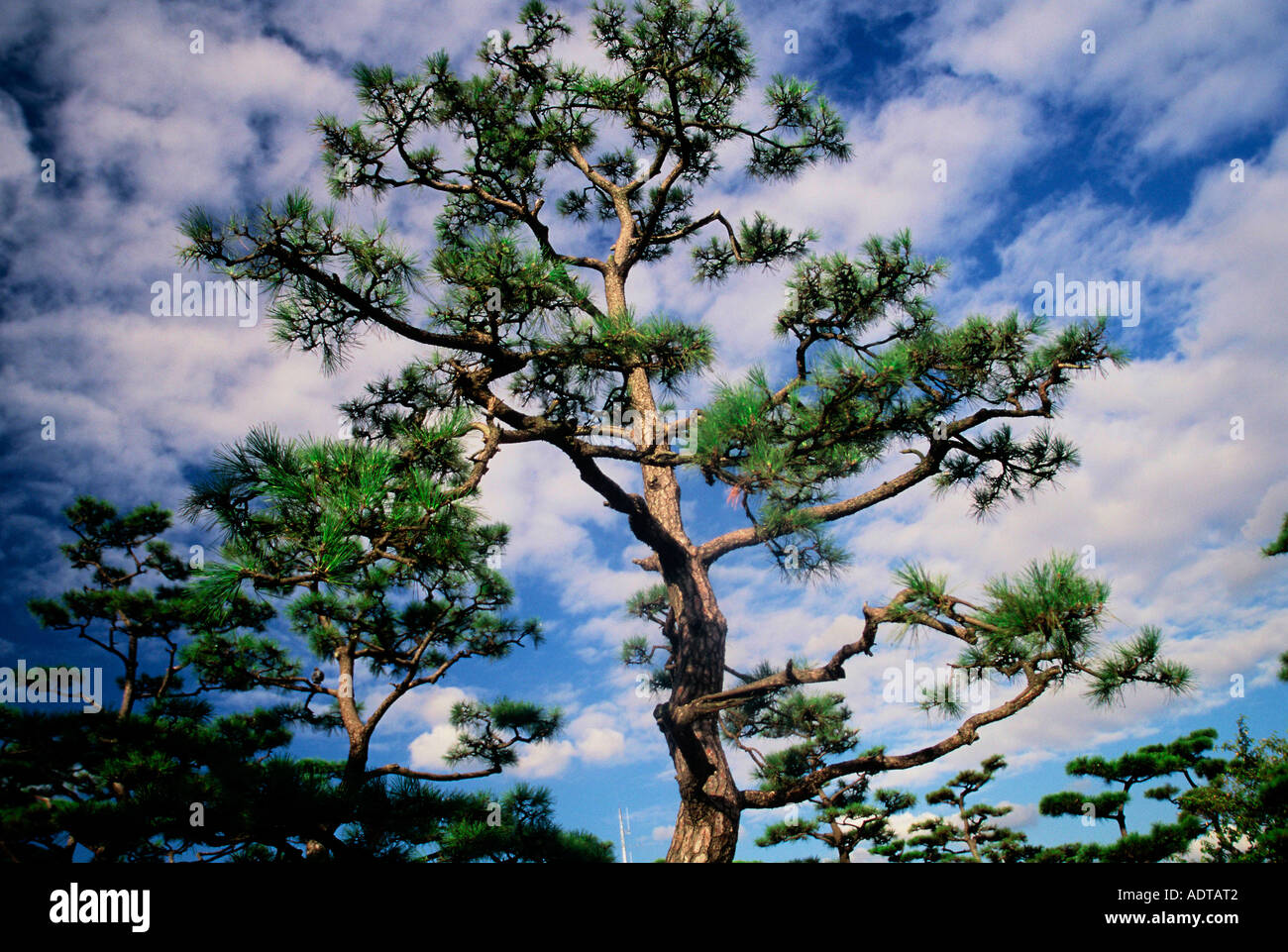 Giant Tree Kishiwada Osaka Japan Stock Photo - Alamy