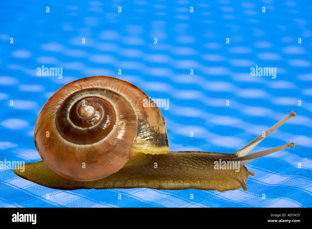 Cochlea cochlea hi-res stock photography and images - Alamy