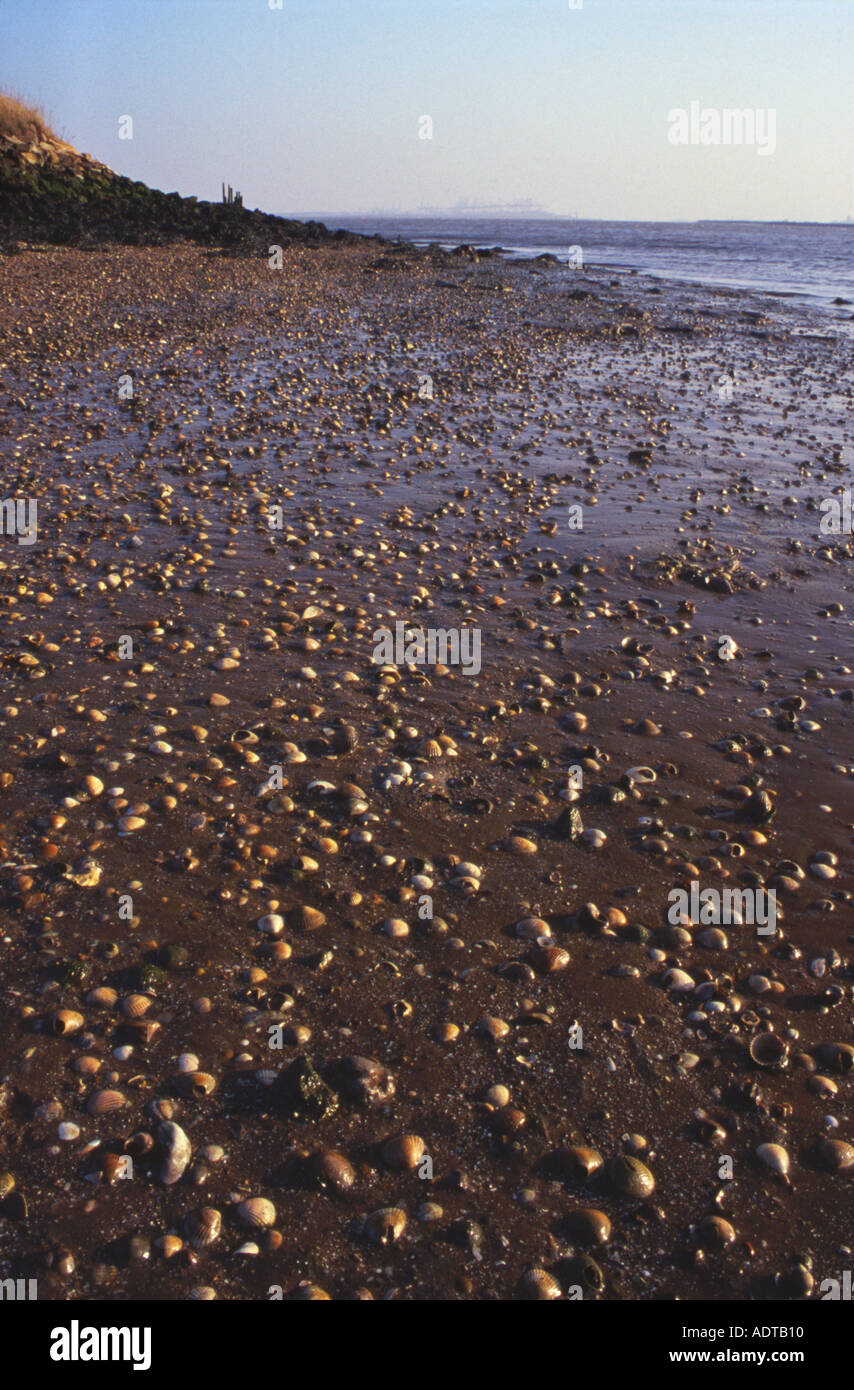 River mollusc uk hi-res stock photography and images - Alamy