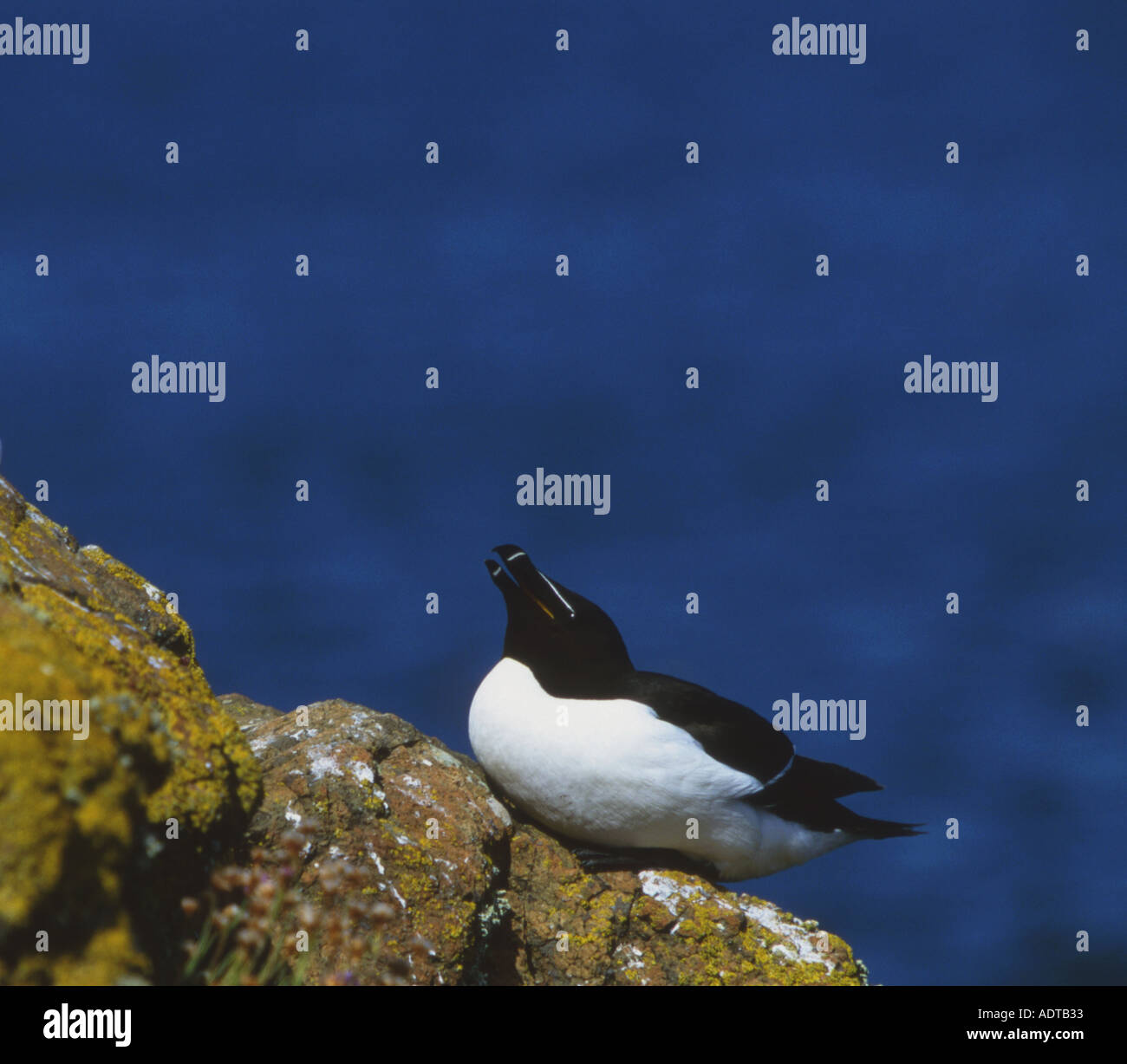 Razorbill Alca torda Stock Photo - Alamy