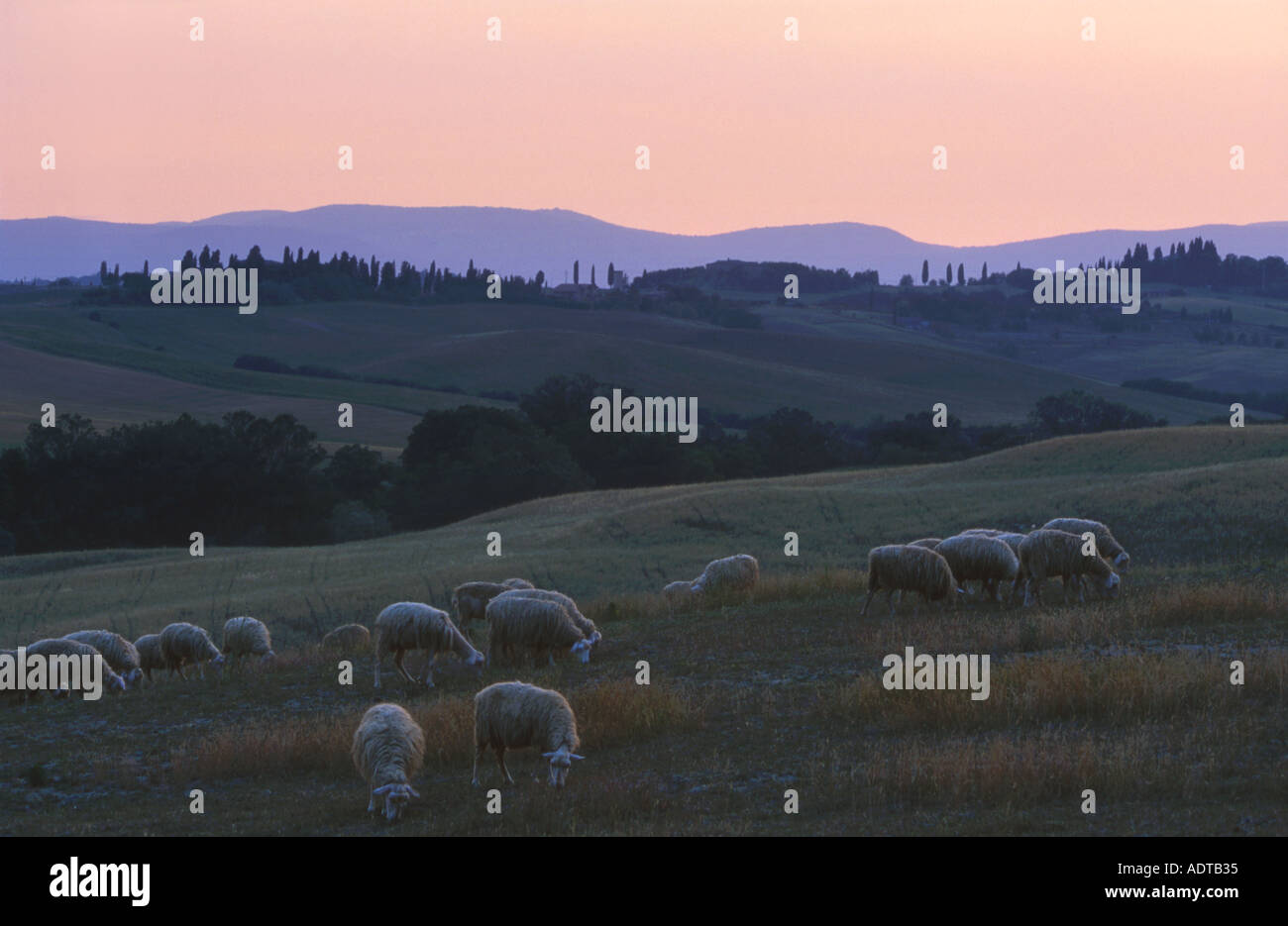 Sheep on Tuscan Farmland Italy Stock Photo - Alamy