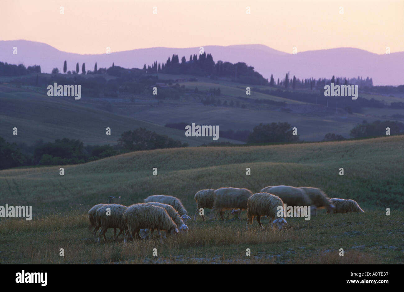 Sheep on Tuscan Farmland Italy Stock Photo - Alamy