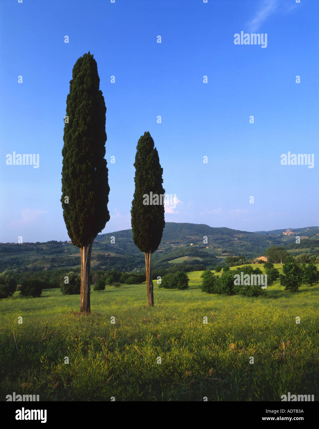 Tuscan cypress tree hi-res stock photography and images - Alamy