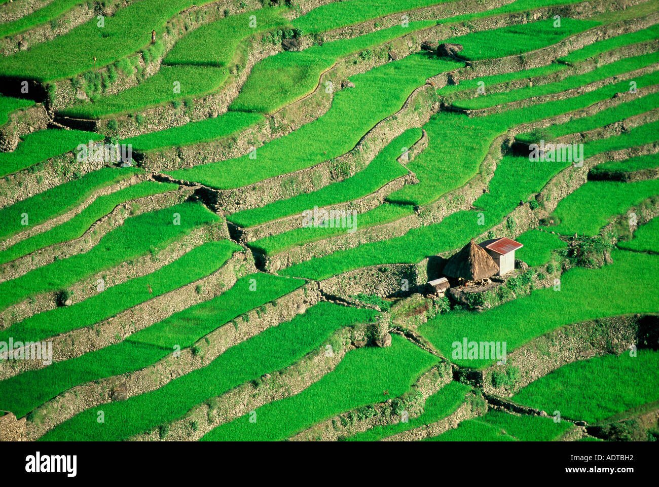 Ifugao Rice Terraces Batad Luzon Philippines Stock Photo - Alamy