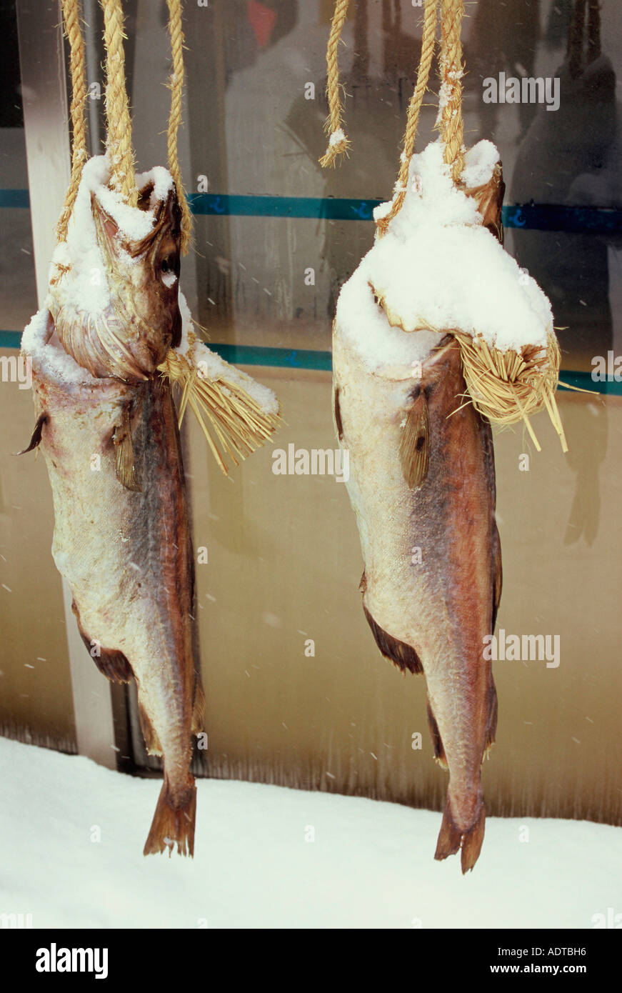 Fermenting Fish Akita Japan Stock Photo - Alamy