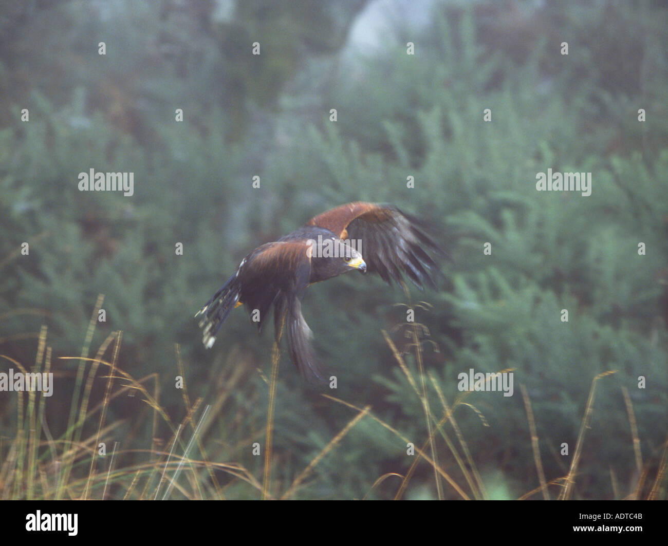 Flying hawk native american hi-res stock photography and images - Alamy