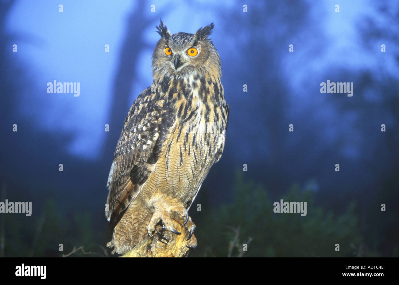 Eurasian Eagle Owl Bubo bubo Stock Photo - Alamy