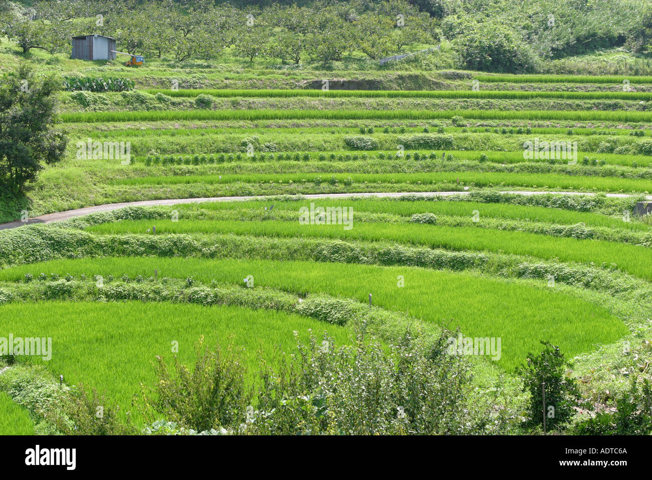 Steep terraced green rice fields at harvest time in Asuka village Nara ...
