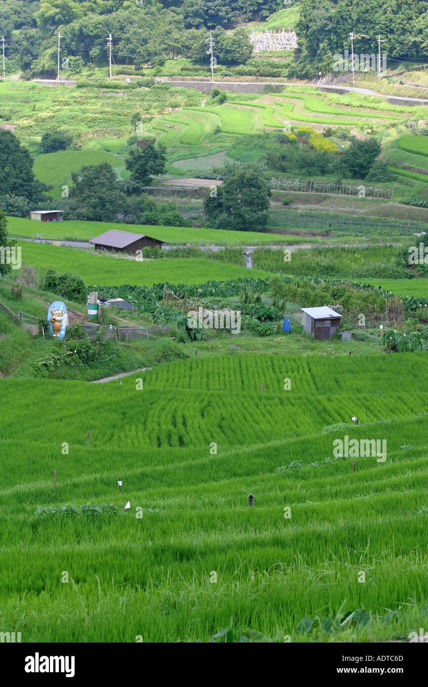 Terraced rice fields in asuka hi-res stock photography and images - Alamy
