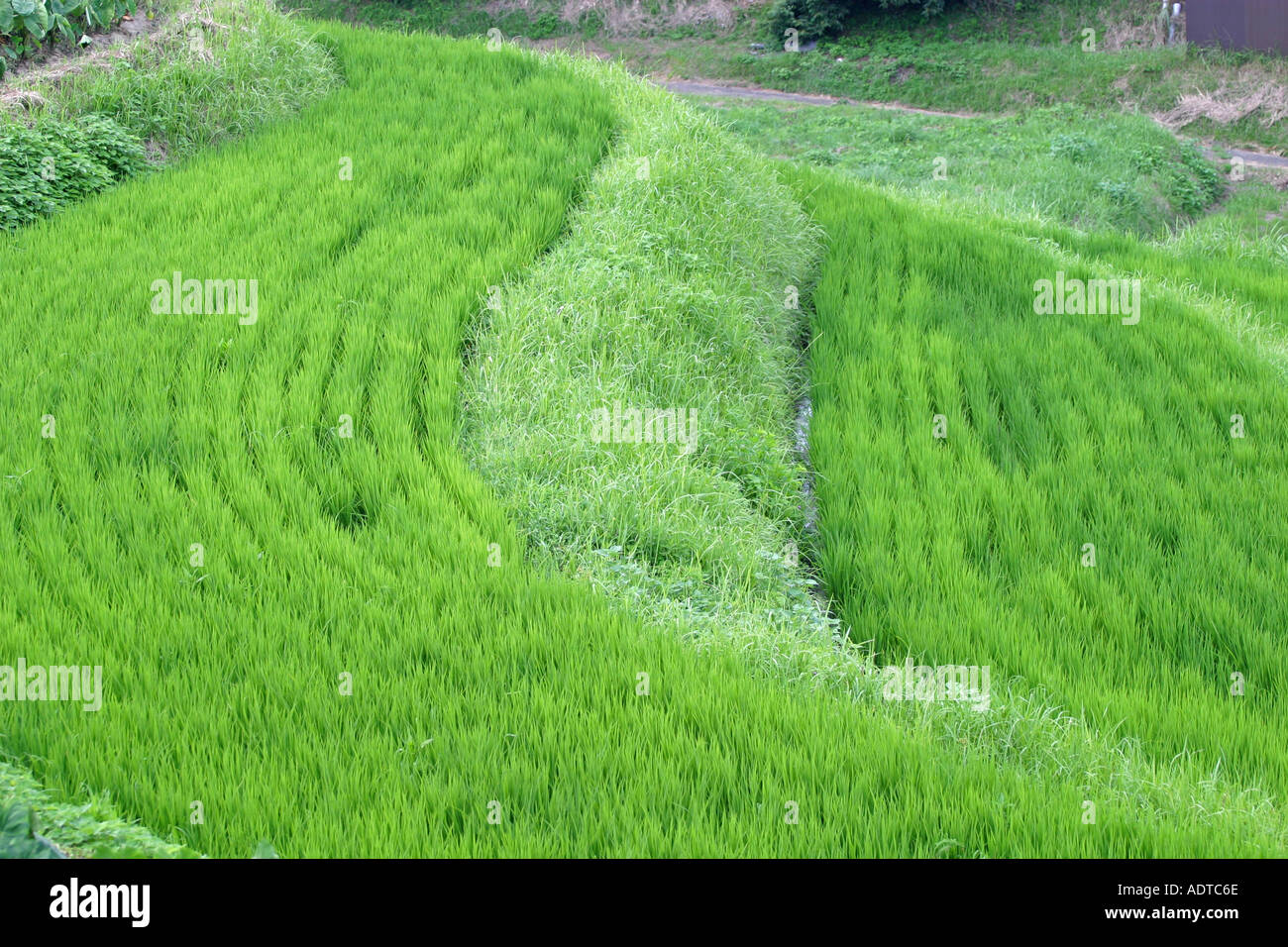 Terraced rice paddies with lush green rice ready for harvesting in ...