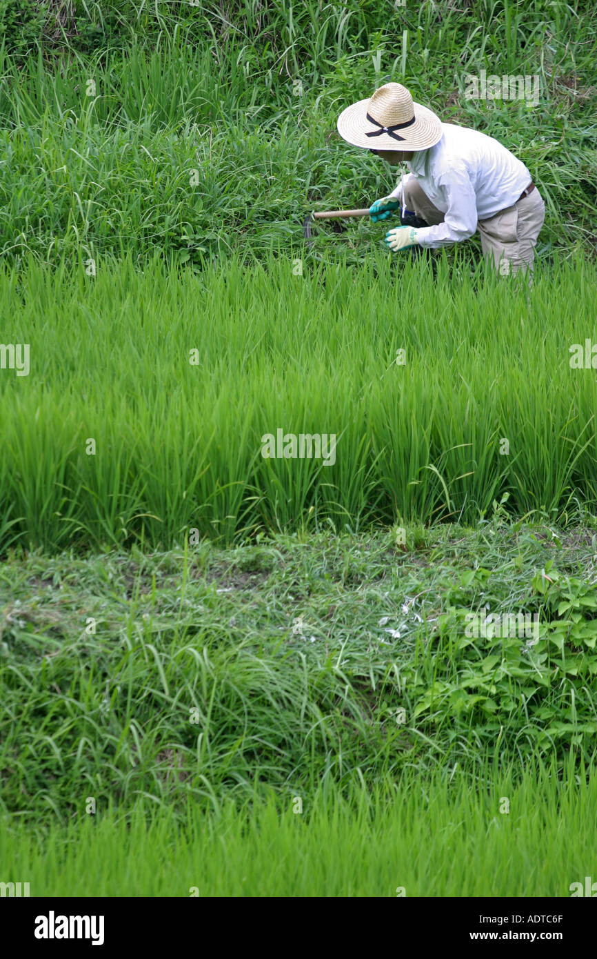 Japanese farm worker in a lush green terraced rice field tends to the ...
