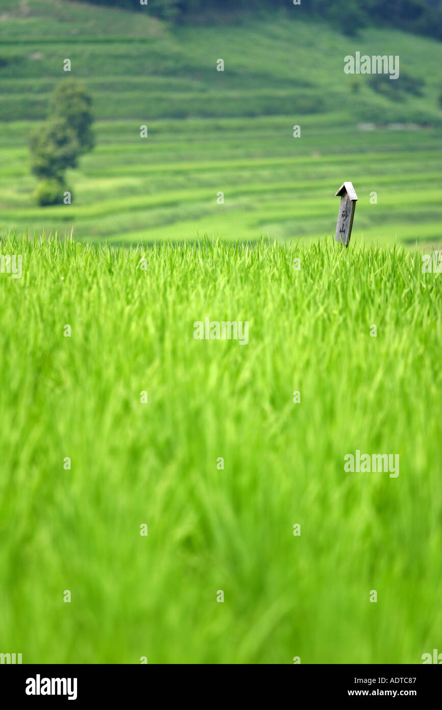 Lush green terraced rice fields in rural Asuka village Nara prefecture ...