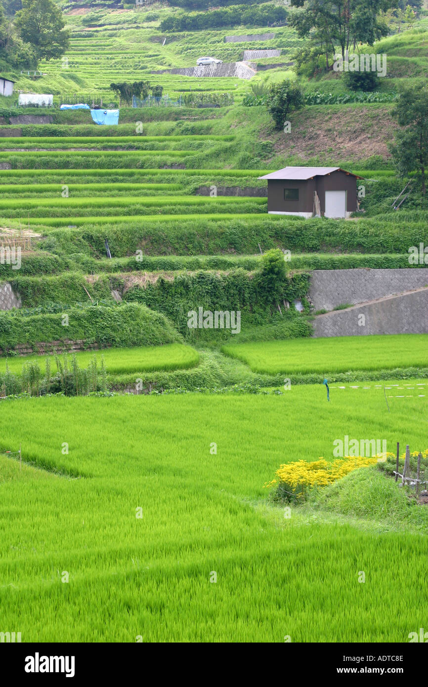 Terraced rice fields in asuka hi-res stock photography and images - Alamy