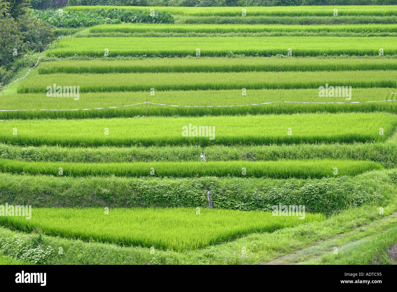 Green terraced rice fields bathed in afternoon sunlight in Asuka ...