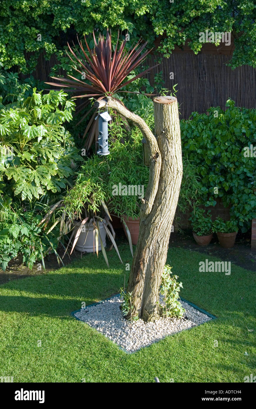 Tree stump and feature hi-res stock photography and images - Alamy