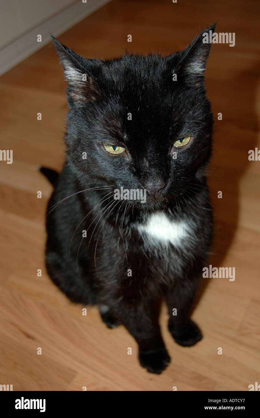 A black cat Stock Photo - Alamy