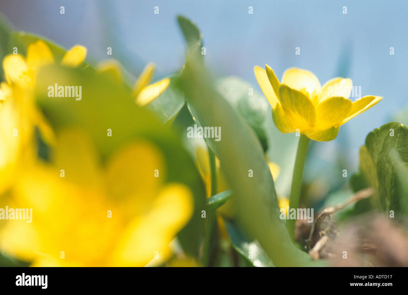 yellow spring flower Stock Photo - Alamy