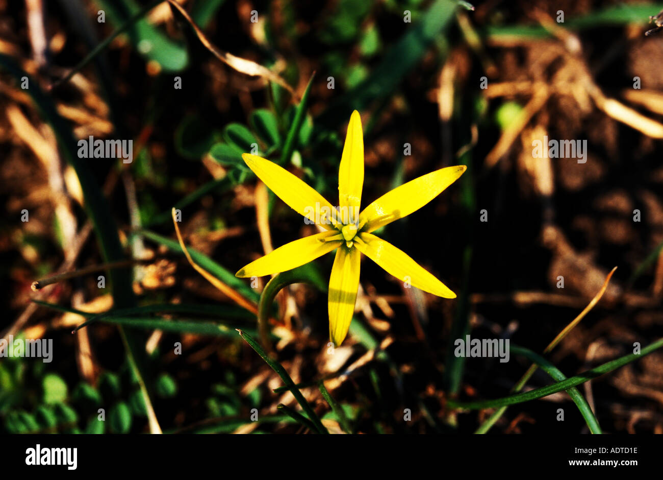yellow spring flower Stock Photo - Alamy