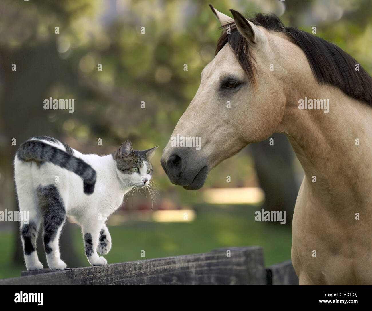 Mustang with cat on a fence Stock Photo - Alamy