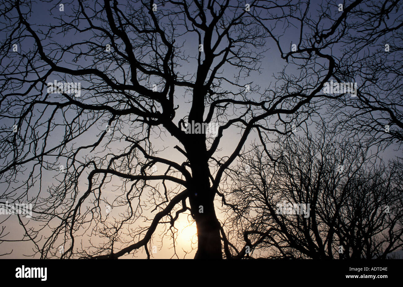 silhouette of a tree Stock Photo - Alamy
