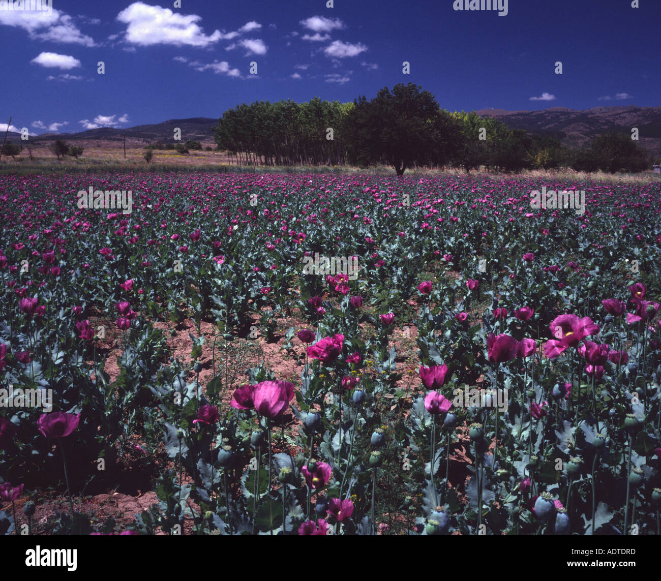 Hashhash High Resolution Stock Photography and Images - Alamy