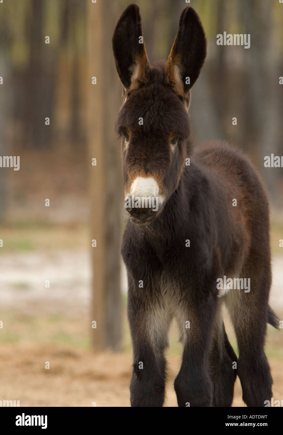 Poitou donkey foal Stock Photo - Alamy