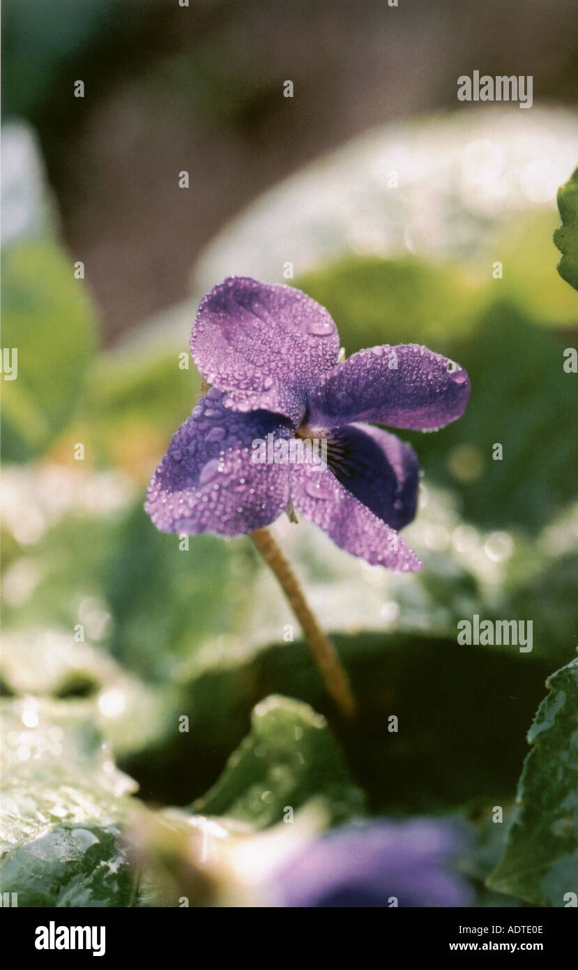 Cornish violet in October Stock Photo - Alamy