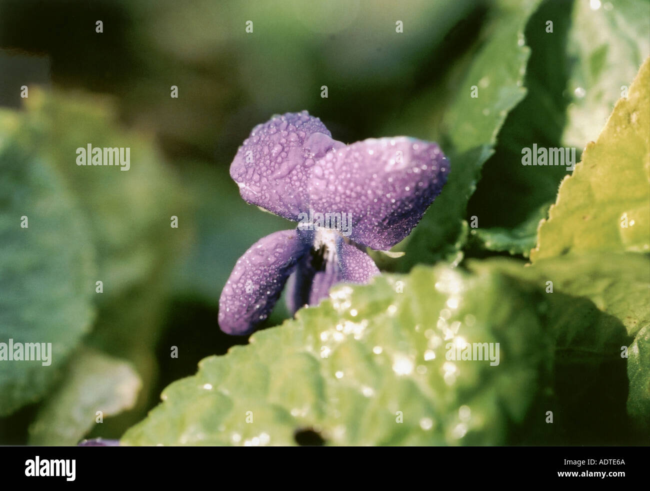 Early morning dew on cornish violets in October Stock Photo - Alamy