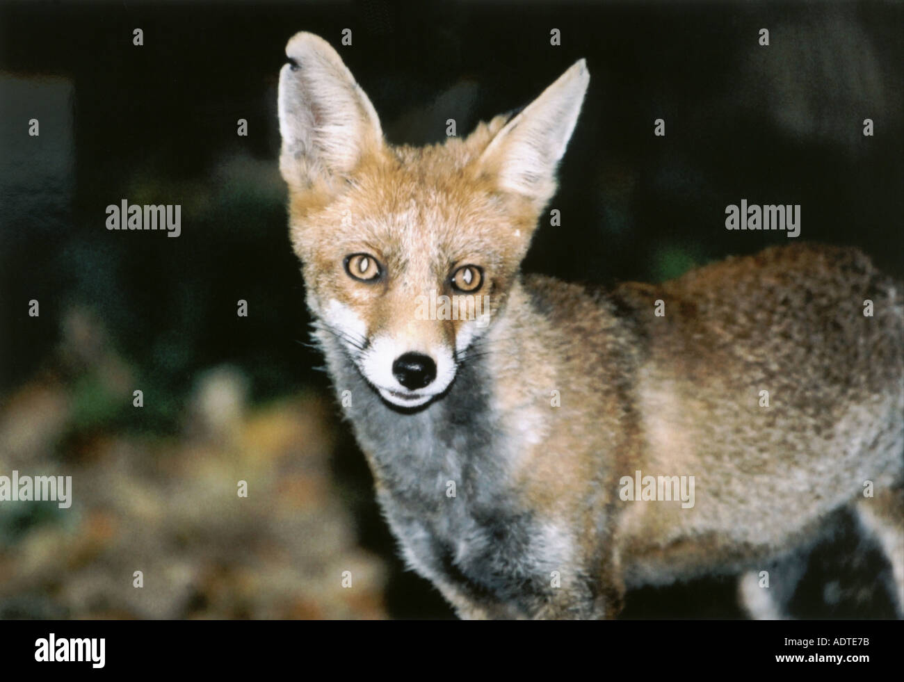 Fox night countryside hi-res stock photography and images - Alamy